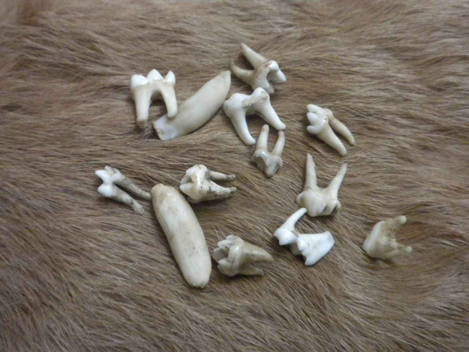 Raccoon Teeth Lot of 13