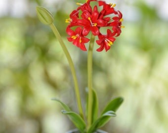Red agapanthus | Etsy