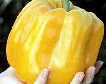 Popular items for Yellow bell pepper on Etsy