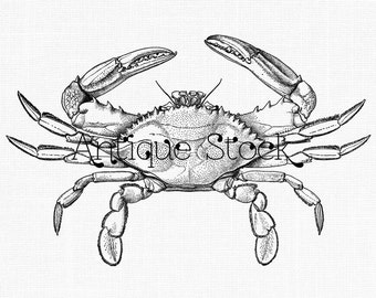 Crab drawing | Etsy