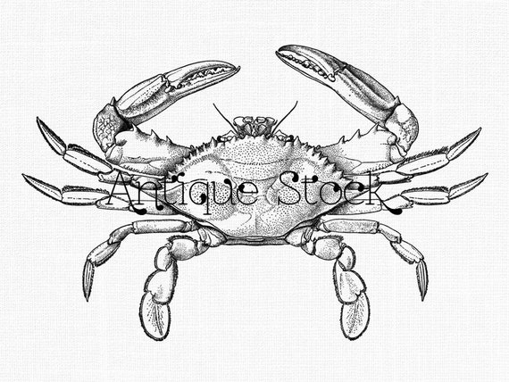 Crab Line Art Clipart 'Blue Crab' Sea Life