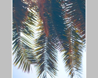 Popular items for palm trees photo on Etsy