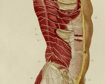 Popular items for pennis on Etsy