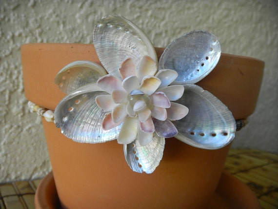 Terra Cotta Planter with Abalone shells and Coquina shell