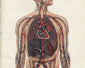 Human body book | Etsy