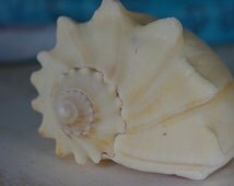 Popular items for seashell knobs on Etsy