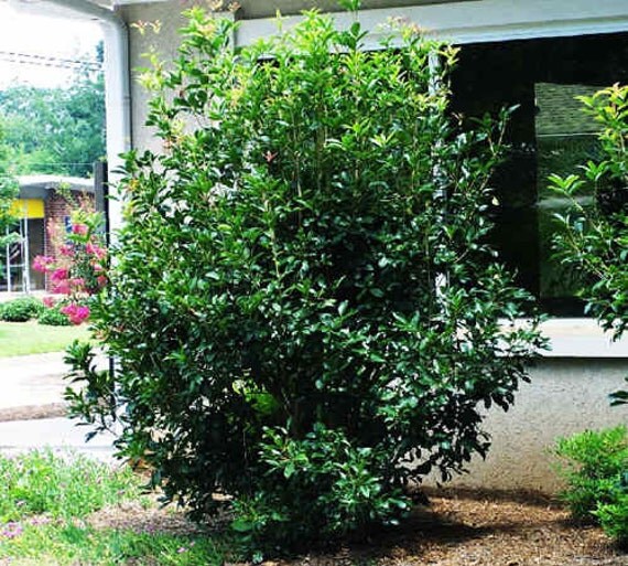 50 Fragrant Tea Olive Tree Seeds Osmanthus frangrans