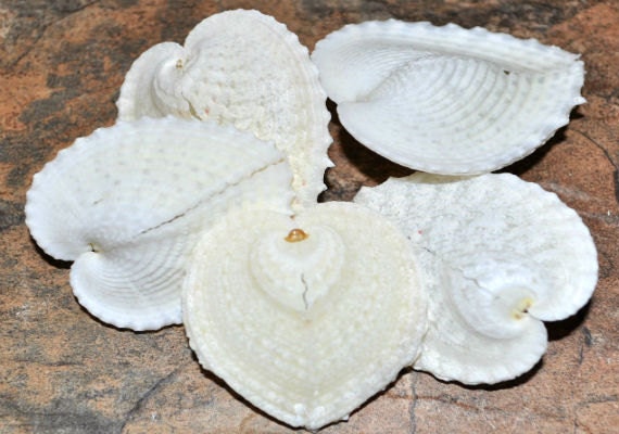 Heart Cockle 'True Heart' Seashells 5 pcs.