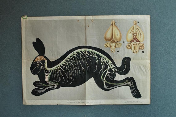 Vintage Rabbit Nervous Sysytem