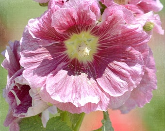 Popular items for hollyhock flowers on Etsy