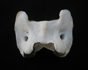 Popular items for atlas bone on Etsy