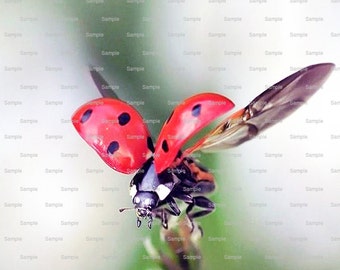 Popular items for ladybug flying on Etsy