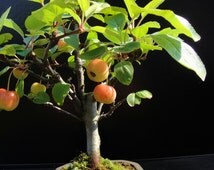 Popular items for rare exotic seeds on Etsy