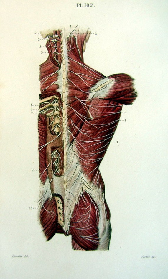 1000+ images about XIXth Anatomy on Pinterest