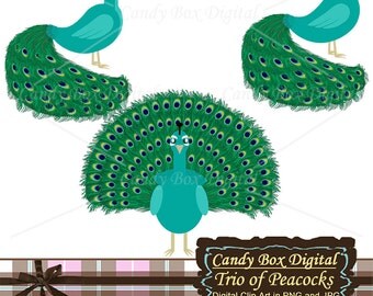 Three Peacocks Clip Art, peacock clipart, bird clipart, bird clip art ...