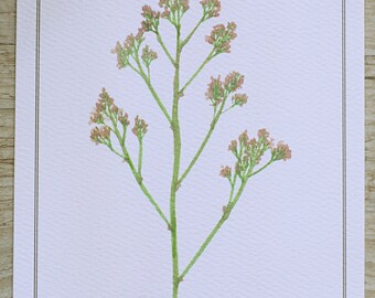 watercolor painting of Limonium, botanical illustration, plant drawing