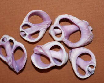 Cebu beauty shell | Etsy