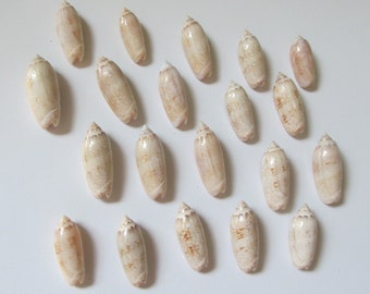 Popular items for olive seashells on Etsy