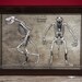 Mythical Creature and Cryptid Skeleton Identification Chart