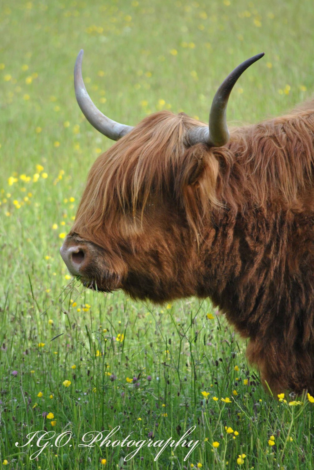Animal Photography Highland Cattle of the Scottish Highlands