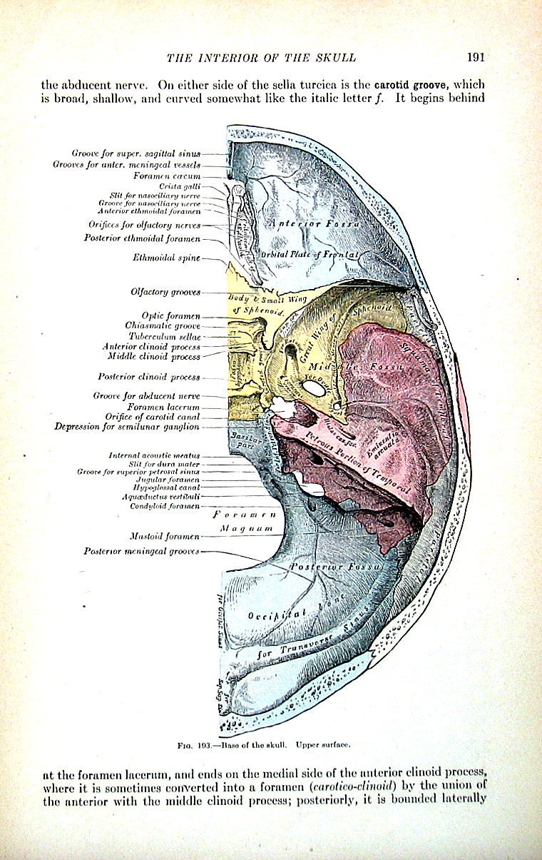 The Human Skull Base of the Skull 1918 Human Anatomy