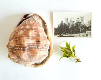 Large sea shell | Etsy