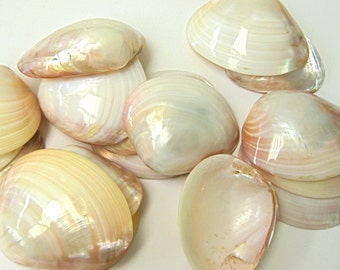 Clam with pearl | Etsy