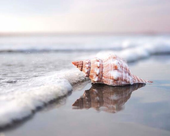 Items similar to Seashell Photography, Beach Decor, Ocean Sea, Blue ...