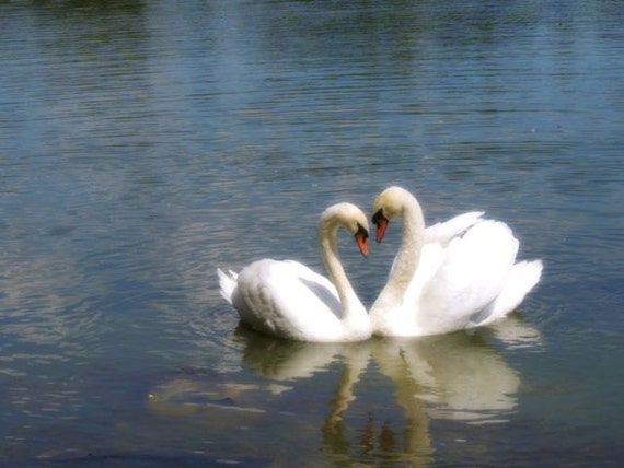Valentine Swans Swan Photograph Nature Art by LilyShihPhoto
