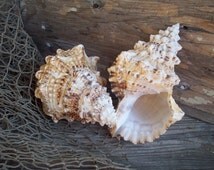 Popular items for beach wedding shells on Etsy