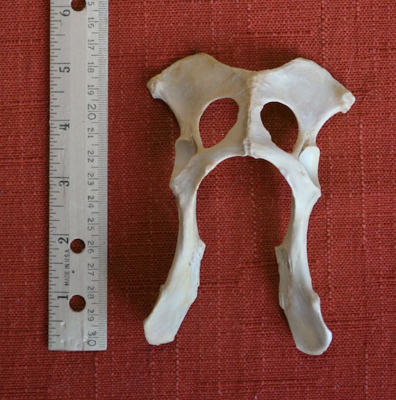 COYOTE PELVIS BONE Bones Hip Real Skeleton by TheCoyoteWoman