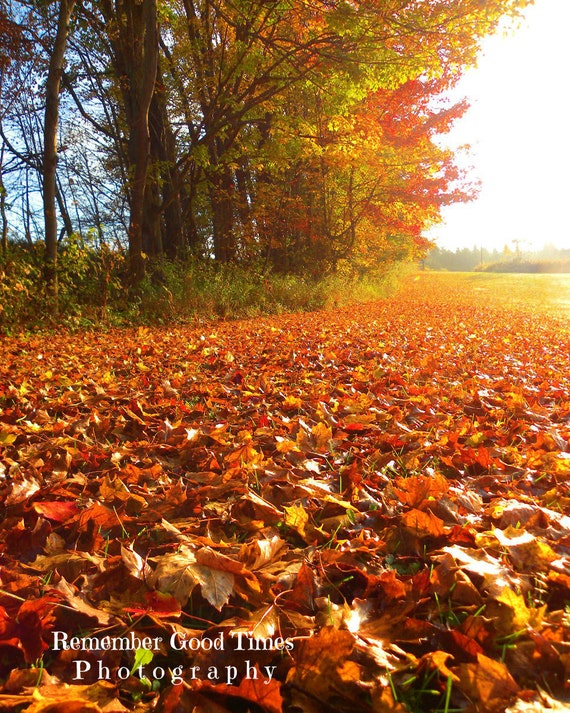 Autumn Colors Fall Wall Art Photography Home Decor
