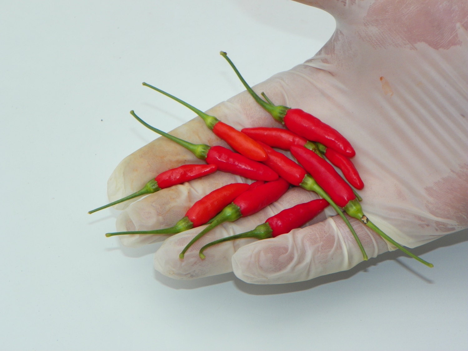 Florida Grove Pepper Seeds Super Hot Florida Firecracker Wild