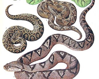 Snakes Eastern Coral Snake King Cobra Eastern Green Mamba