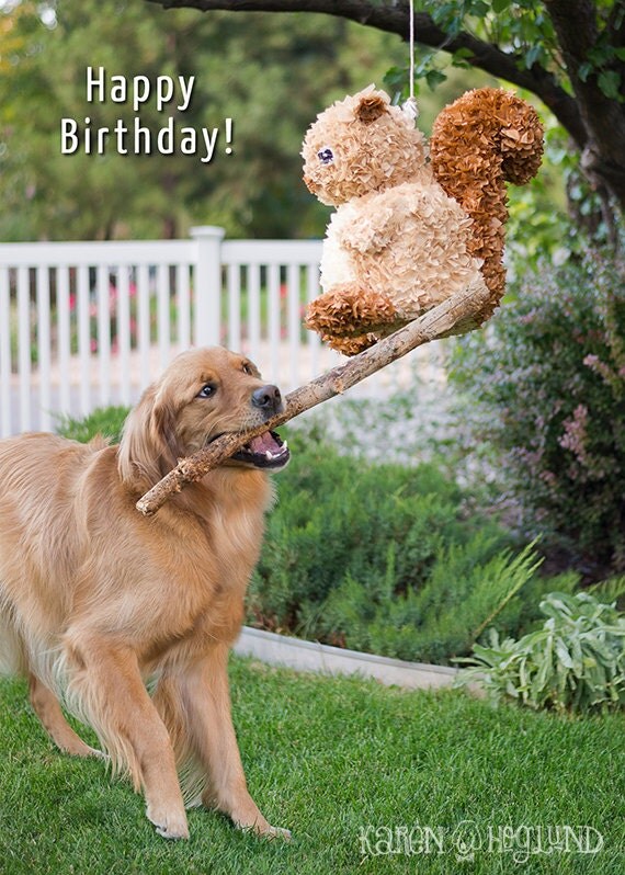 Squirrel Piñata Birthday Cards set of 3 5 x 7 cards