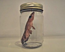 Popular items for wet specimens on Etsy
