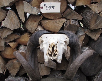 Ram Skull #033