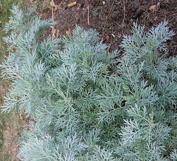 Wormwood Absinthe Artemisia absinthium Medicinal Herb