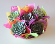 Popular items for succulent gifts on Etsy