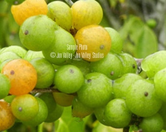 Popular items for floribunda on Etsy