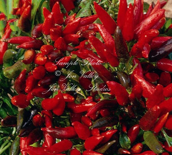 Mayan Jungle Chile Pepper 15 seeds Vegetable Grown by Maya