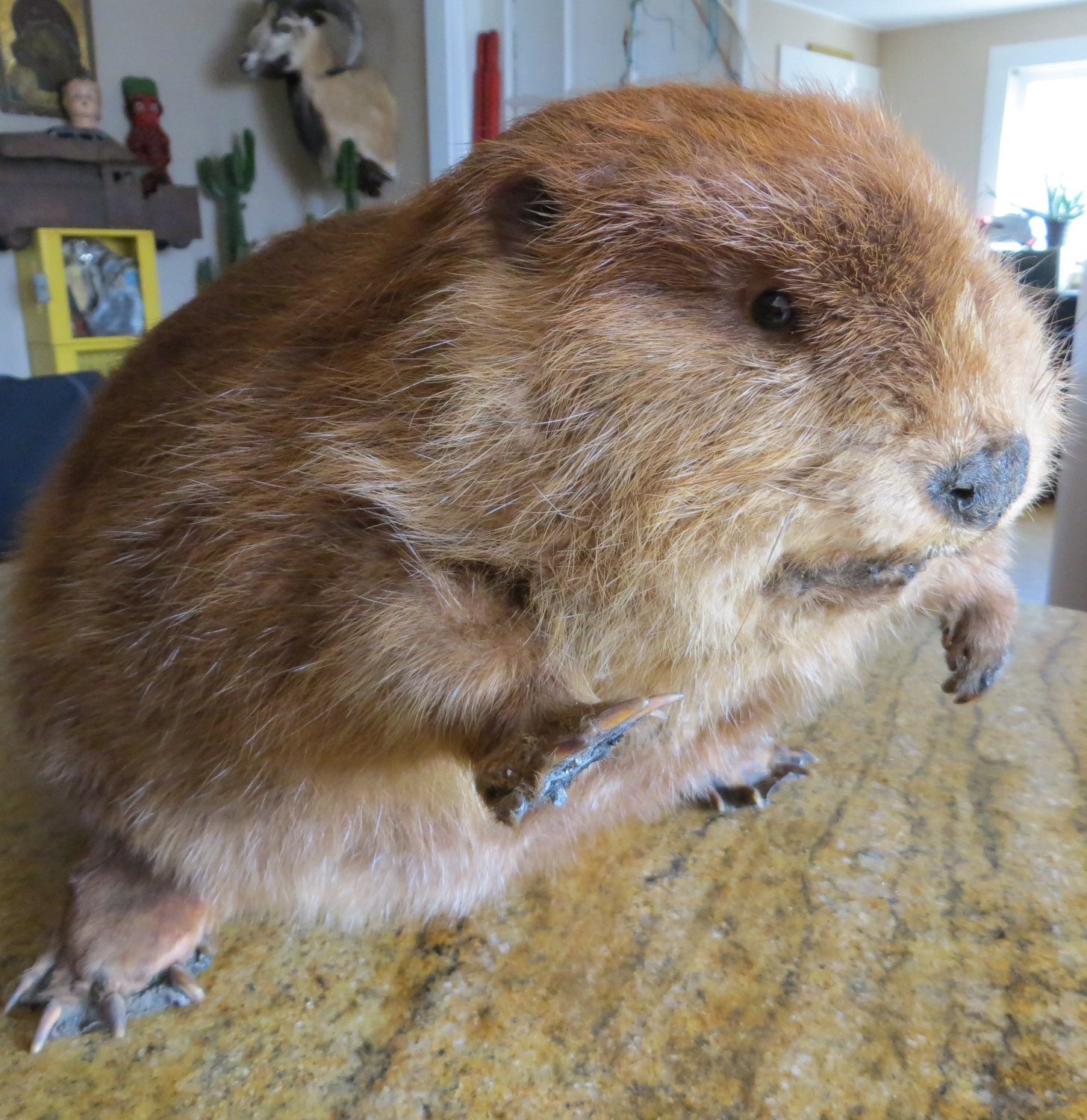 Welcome to Canada Huge Free Standing Taxidermy Beaver Mount