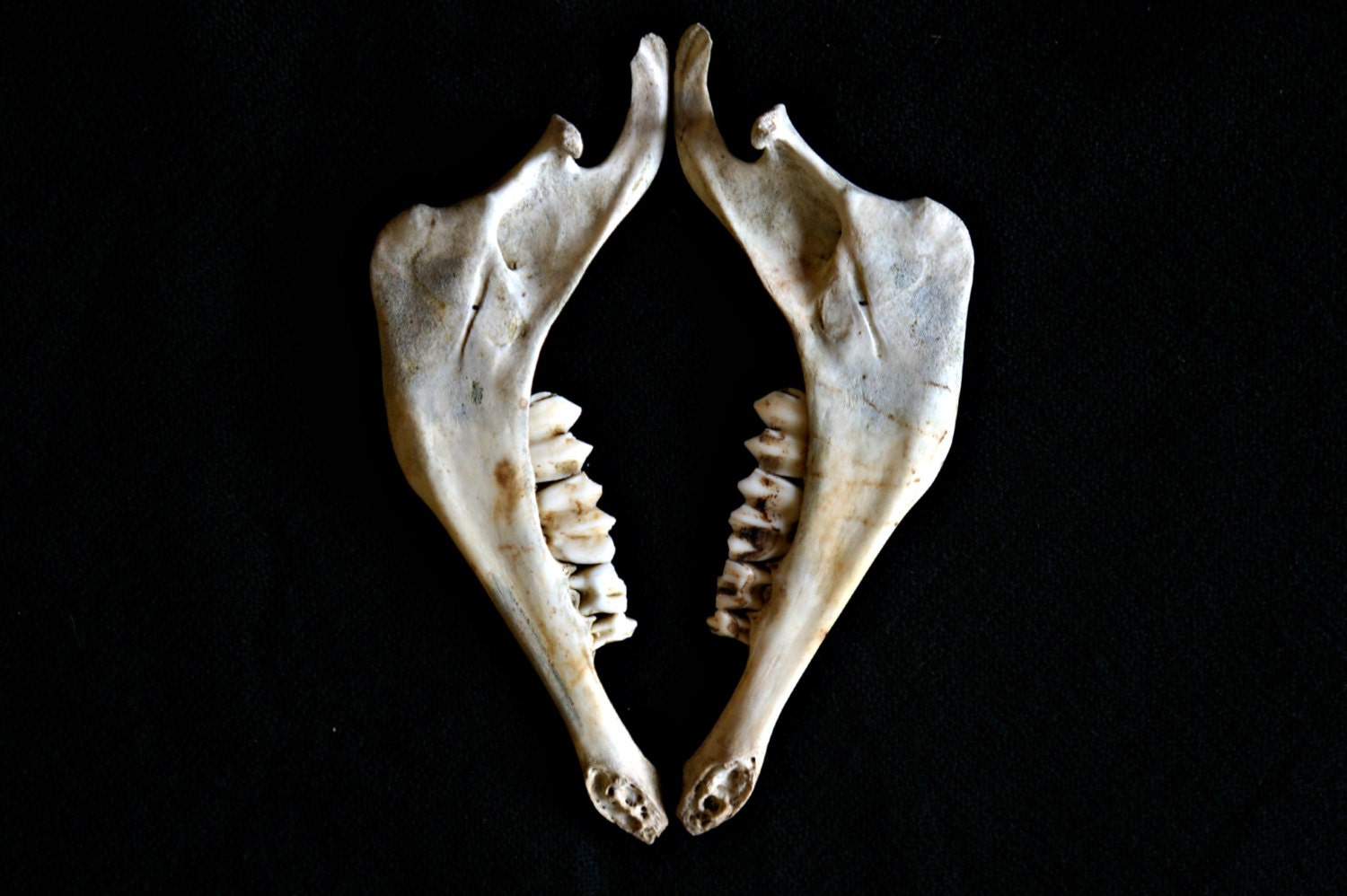 Baby Goat Lower Jaw Goat Teeth Creepy Macabre Art Supplies