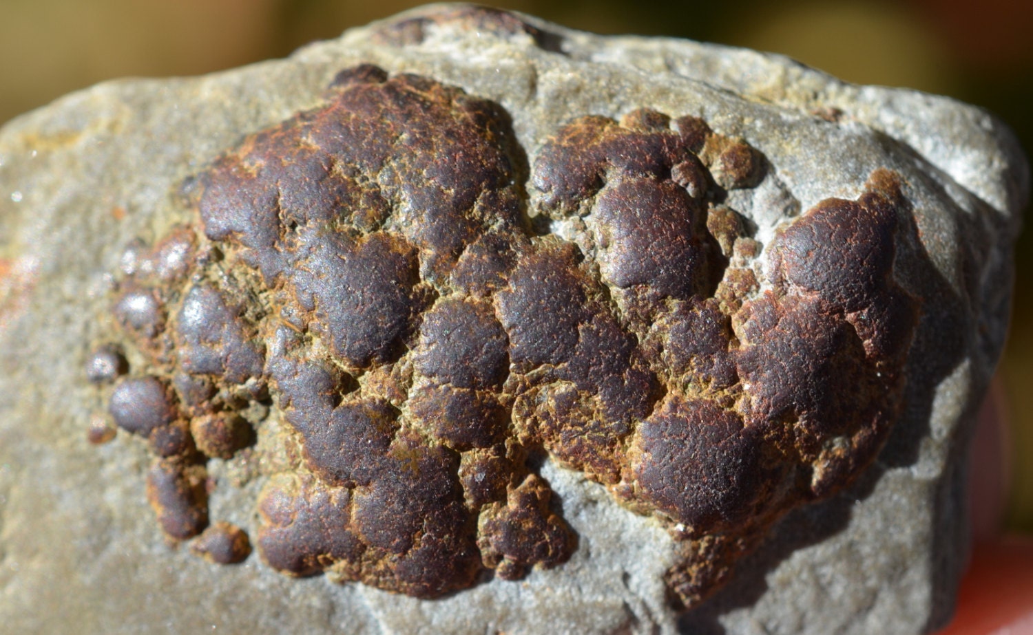 Pyrite Concretions Altered to Hematite on Shale Matrix