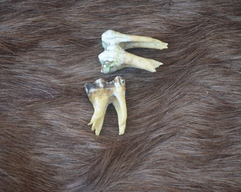 2 large wild boar molars