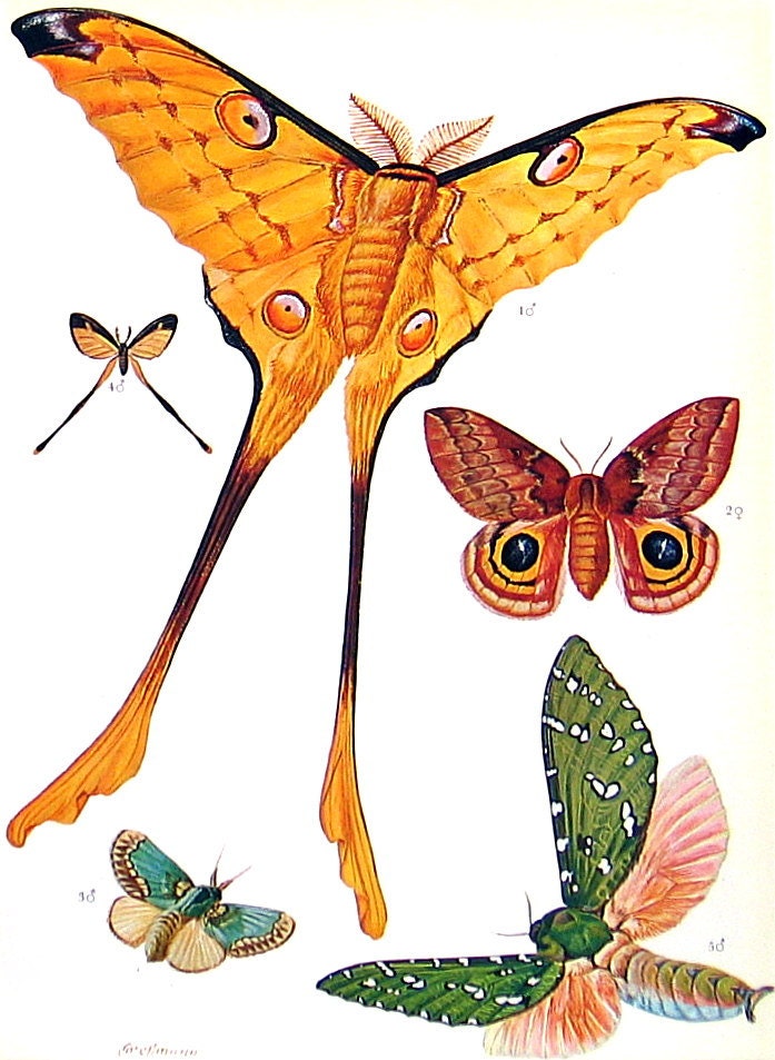 Tropical Moth Tropical Butterfly Exotic Moth Exotic