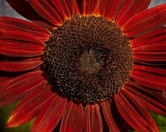 Primitive sunflower | Etsy