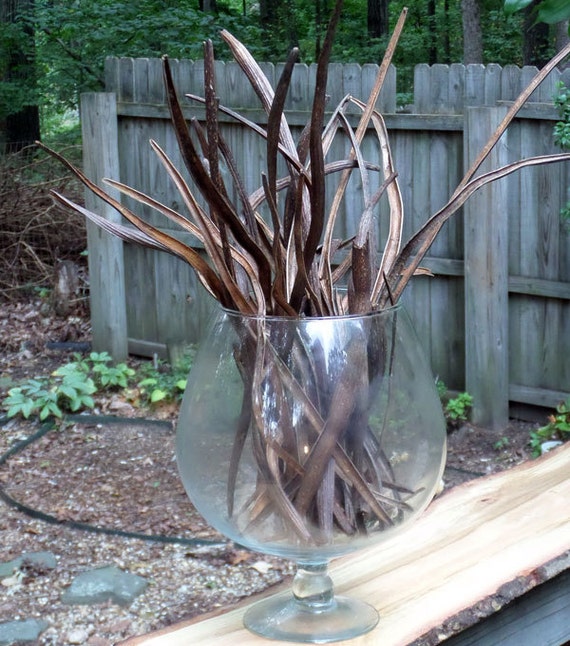 Items similar to Catalpa tree dried seed pods, Cigar Tree long cigar ...