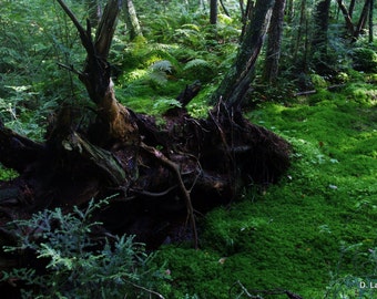 Popular items for ice age on Etsy