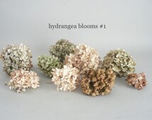 Popular items for dried hydrangeas on Etsy